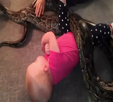 Dad believes there's nothing wrong with letting 13-foot-python "play ...