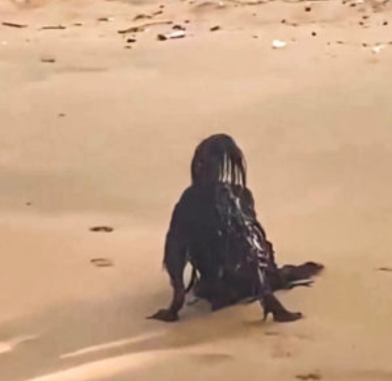 While sunbathing on the beach, a man photographs a horrific creature ...