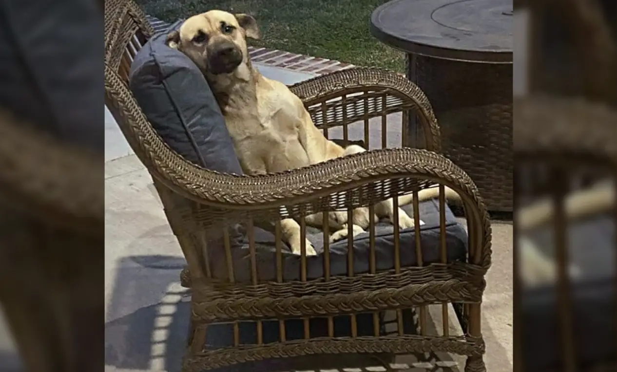 A truly heartwarming tale