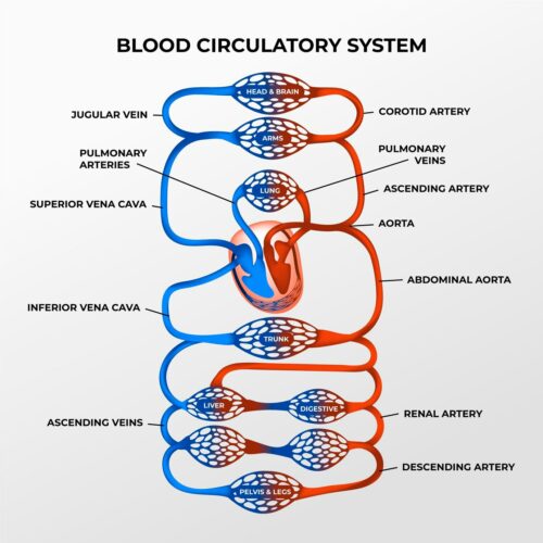 Signs of Poor Blood Circulation That Are Critical To Know