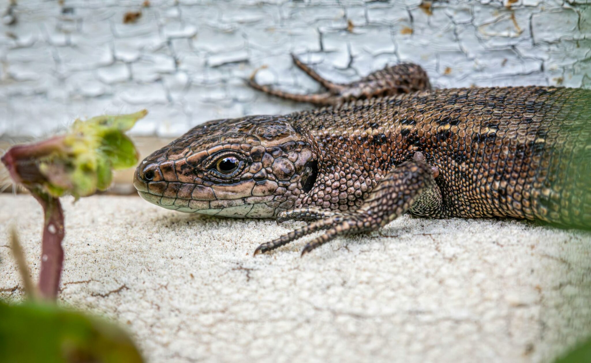 When a lizard visits your house that's a sign