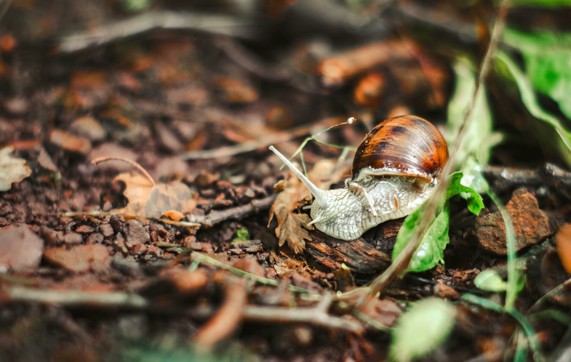 I found something strange in the yard—white, round balls. I was horr ...